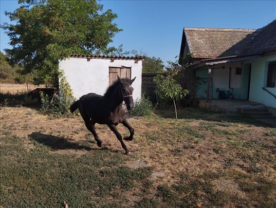 Prodajem žensko ždrebe