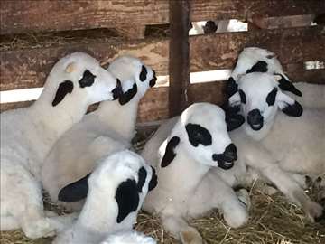 Umatičena sjenička jagnjad, siljezad i ovnovi