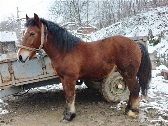 Zdrebak na prodaju