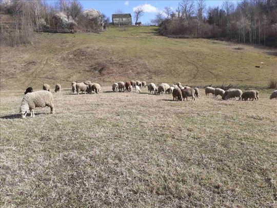 Prodaja umatičenih ovaca Il de France sa pedigreom