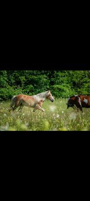 Haflinger kobila