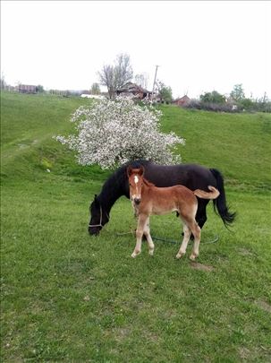 Prodajem Kobilu i ždrebe