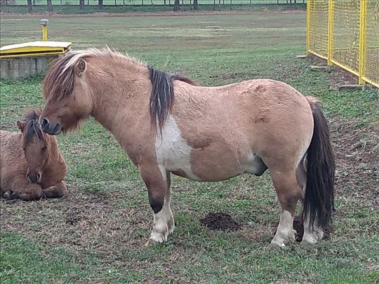 Poni konji prodaja