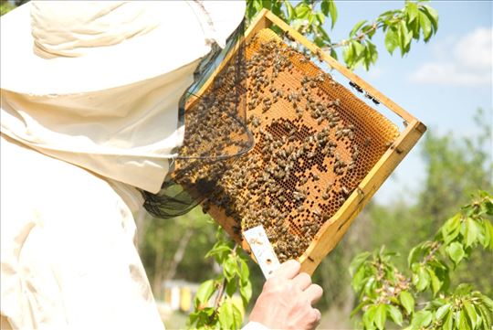 Prodajem paketne rojeve
