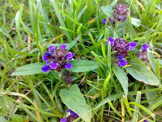 Prunella Vulgaris (Crnjevac), 0,2g (oko 200 semenki)