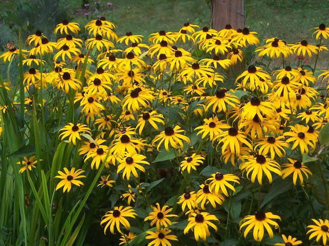 Rudbekija (Pupavica), 0,15g (oko 350 semenki)