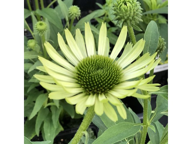 Ehinacea - Echinacea Green Jewel