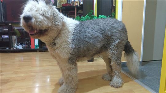 Bobteil Old English sheepdog Engleski ovčar