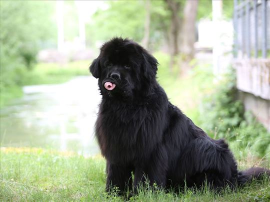 Newfoundland mužjak za parenje