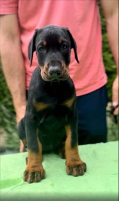 Doberman, štene