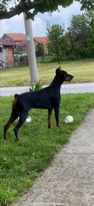 Doberman, mlad pas