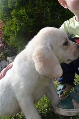 Labrador retriver, štene