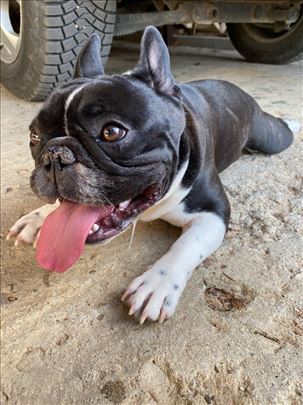 Francuski buldog, mlad pas