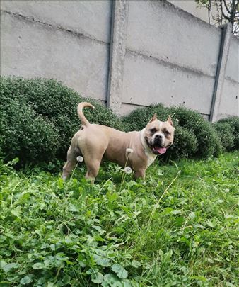 American bully pocket za parenje