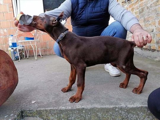 Doberman, štene