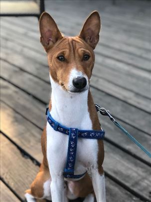 Basenji, odrastao pas, parenje