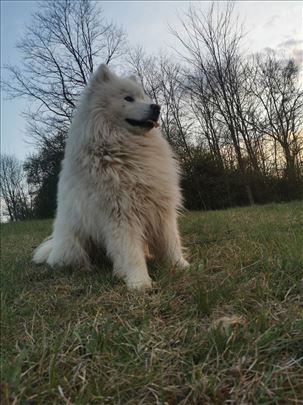 Samojed, odrastao pas