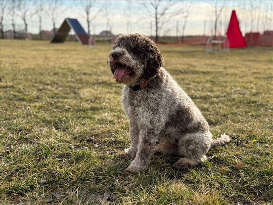 Lagotto romagnolo mužjak za parenje