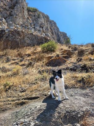 Za parenje - mladi Border koli