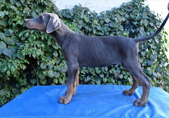 Doberman, štene