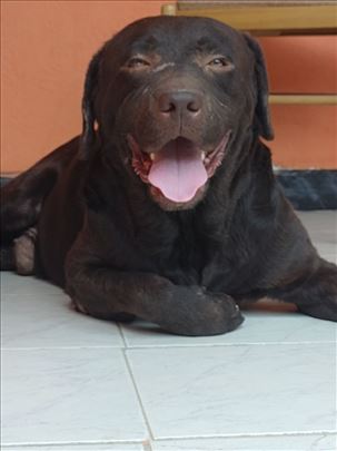 Labrador retriver, za parenje