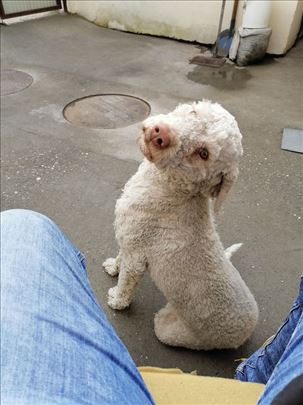 Lagotto romagnolo slobodan za parenje