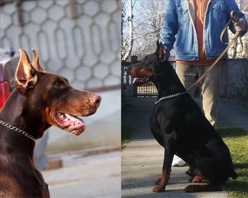 Doberman, odrastao pas