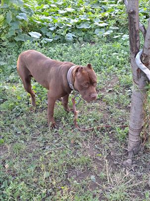 Pit bul terijer, mlad pas