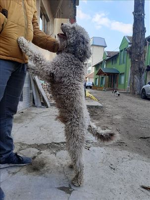 Lagoto romanjolo, odrastao pas