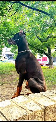 Doberman, odrastao pas