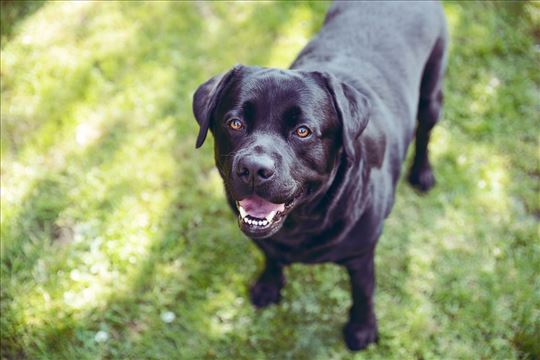 Labrador retriver, odrastao pas