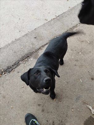 Labrador retriver, mlad pas