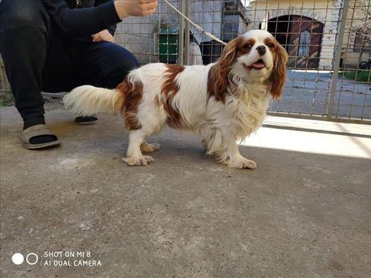 Cavalier king Charles španiel, mužjak
