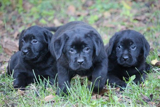 Labrador retriver, štenci