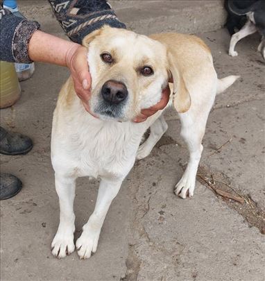 Labrador retriver Leo na poklon