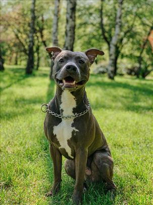 M Blue Nose Pit - Parenje