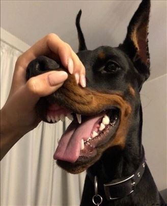 Doberman, mlad pas