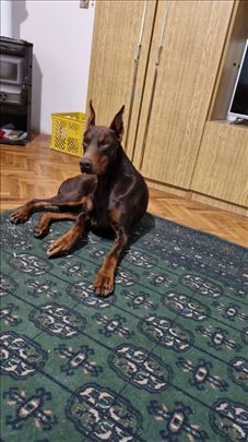 Doberman, odrastao pas