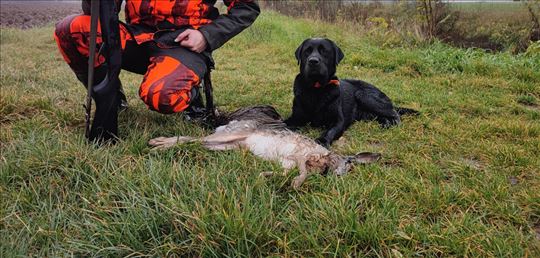 Labrador retriver, slobodan za parenje