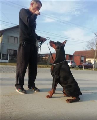 Doberman, mlad pas