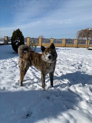 Akita, odrastao pas za parenje