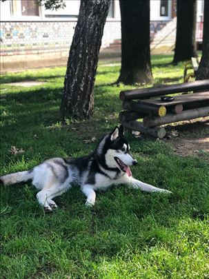 Sibirski Haski traži ženku za parenje