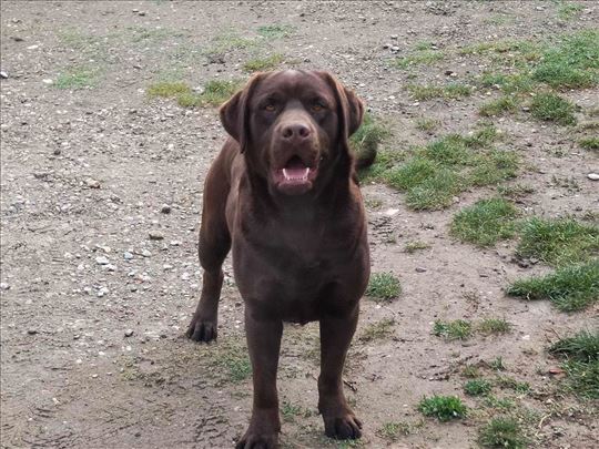 Labrador retriver, za parenje