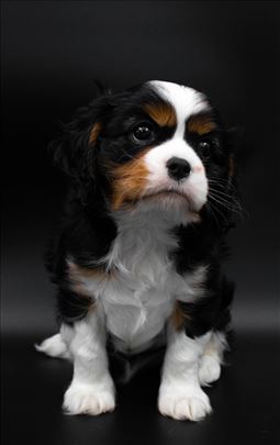 Muško štene Cavalier King Charles Spaniela