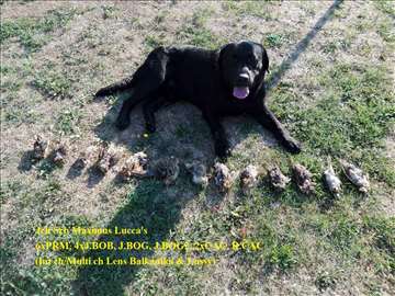 Labrador retriver, šampion spreman za parenje