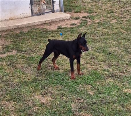 Doberman, mlad pas