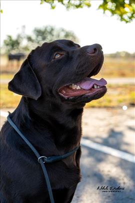 Labrador retriver, odrastao pas