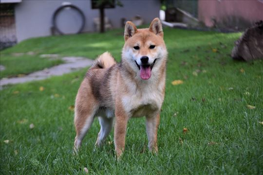 Shiba Inu mužjak za parenje