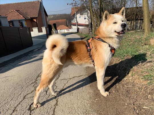 Akita inu mužijak za parenje