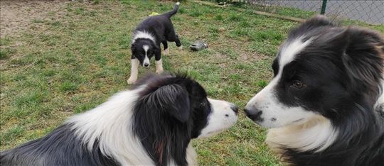 Border Koli (Collie) mužjak za parenje